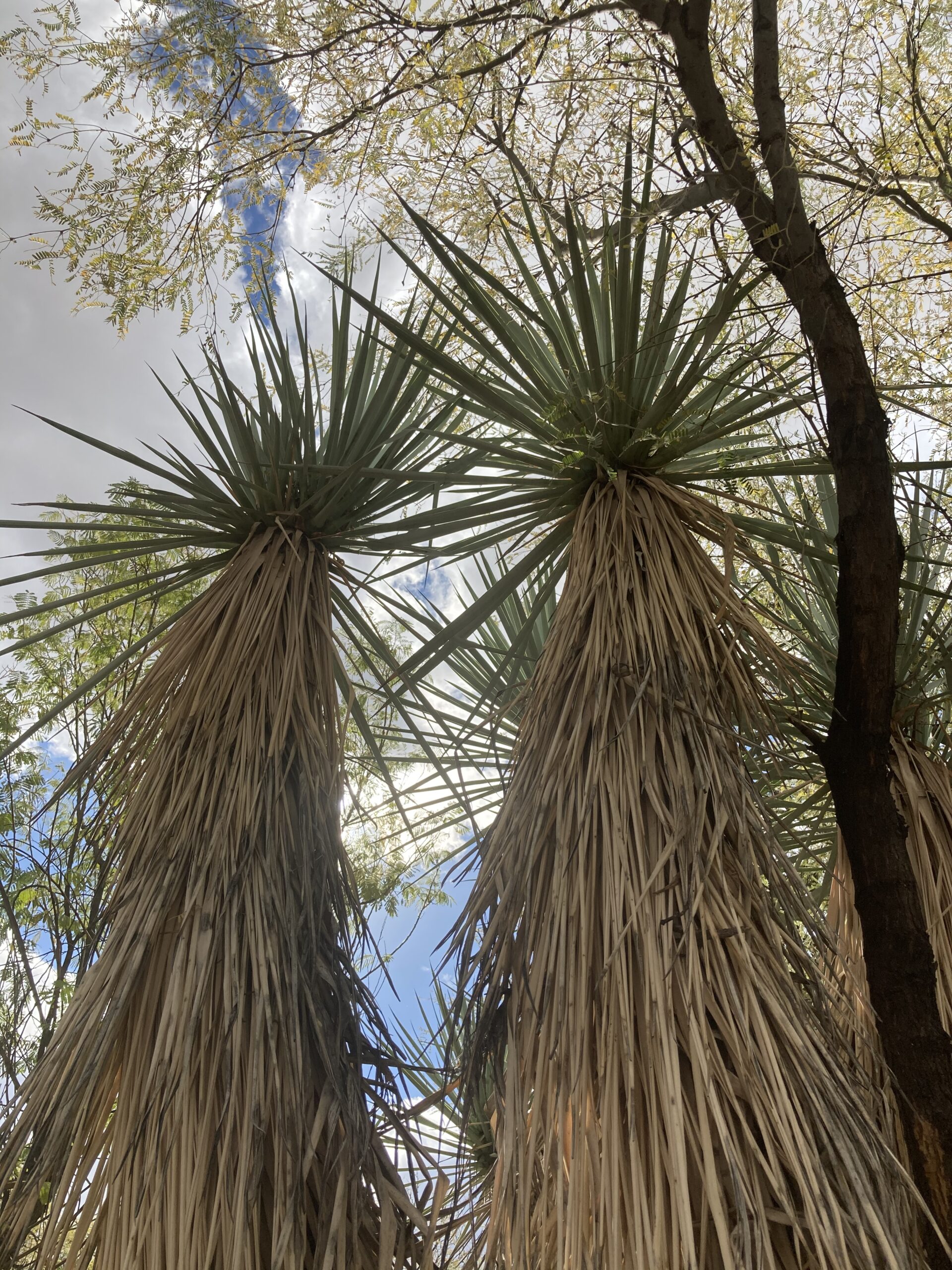 A beautiful day in the neighborhood #5: Mexican yucca at the Tucson ...